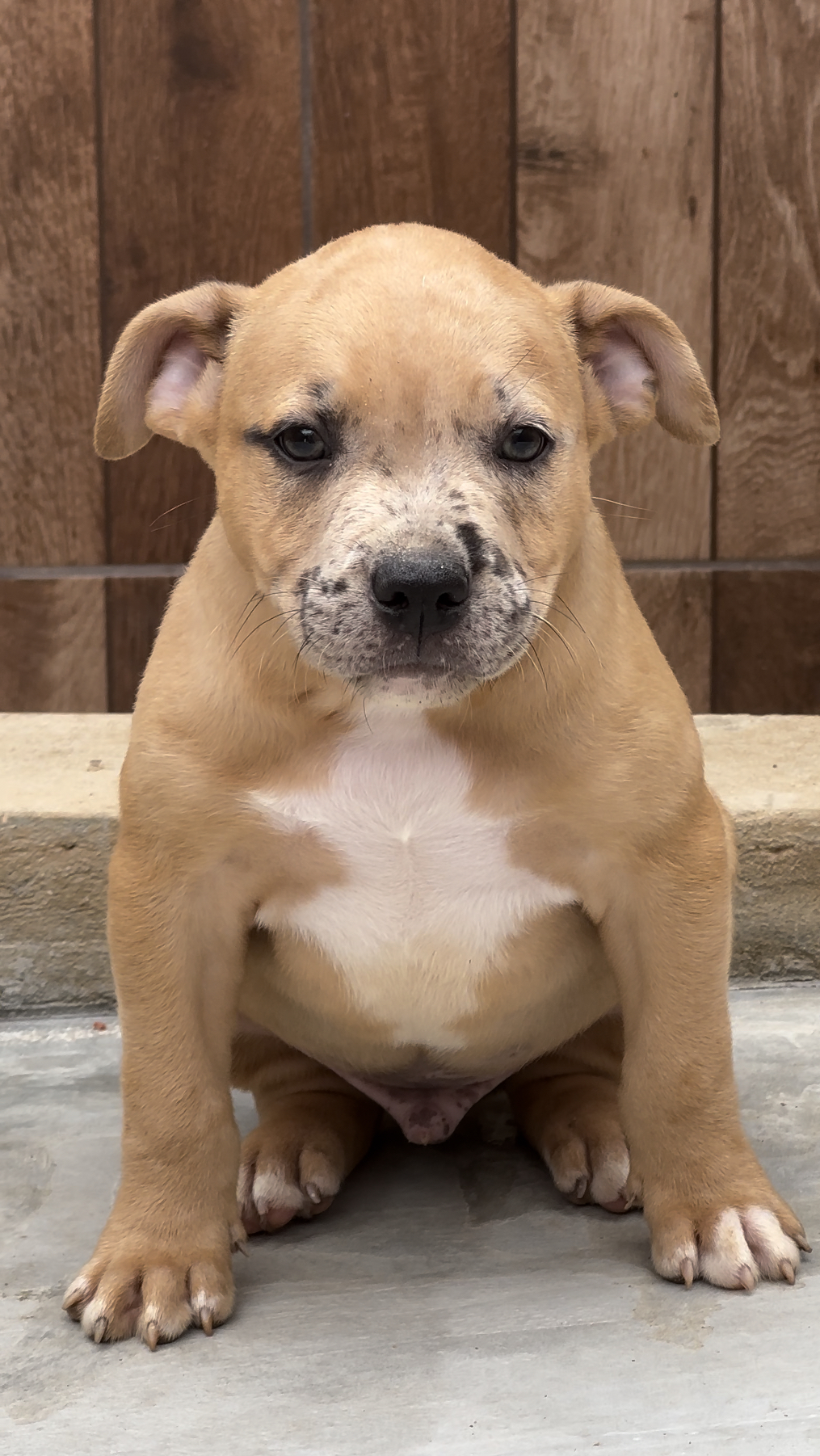 Filhotes de American Bully e Pit Monster - Morassi Bull Kennel