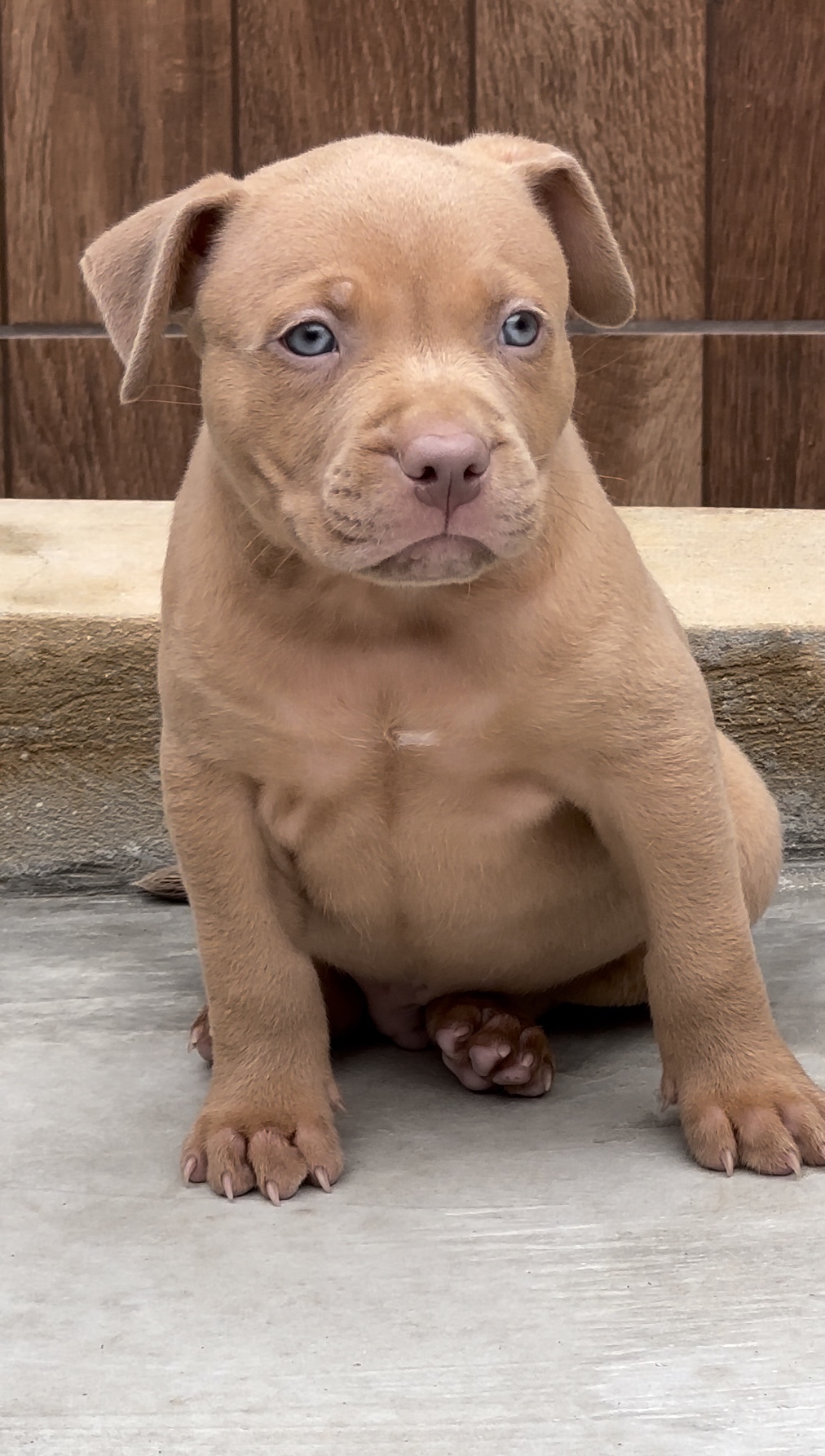 Pit Monster com Crianças - Morassi Bull Kennel